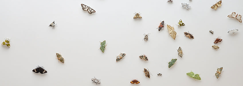 Cellular memories and planetary designs: Three works by Elizabeth Thom ...