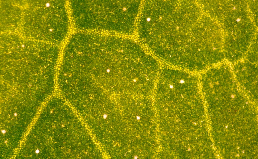 Elizabeth Thomson: Cellular memory – Te Uru